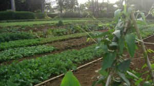 4:44 on a Farm Late Summer Afternoon - North Country Farms